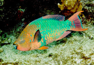 Most Amazing: Rainbow Parrot Fish