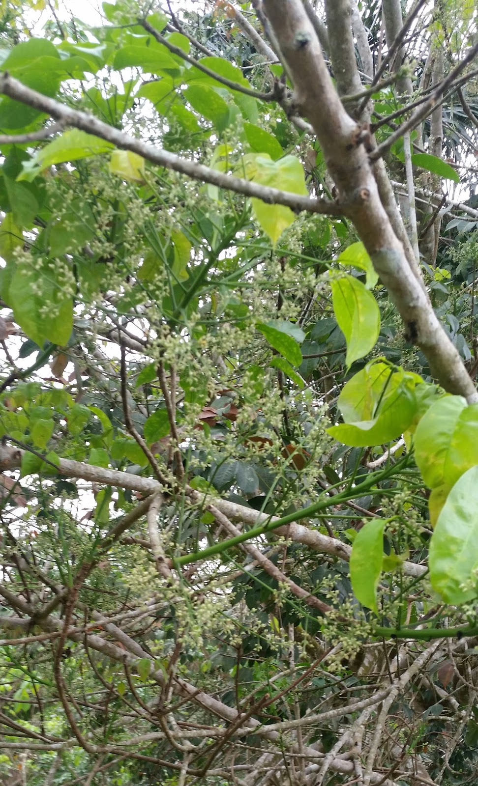 Warisan Petani: Buah Getah.