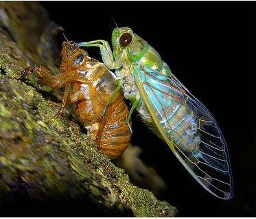 Ento-UIS: HEMIPTERA: Cicadellidae (Leafhoppers)