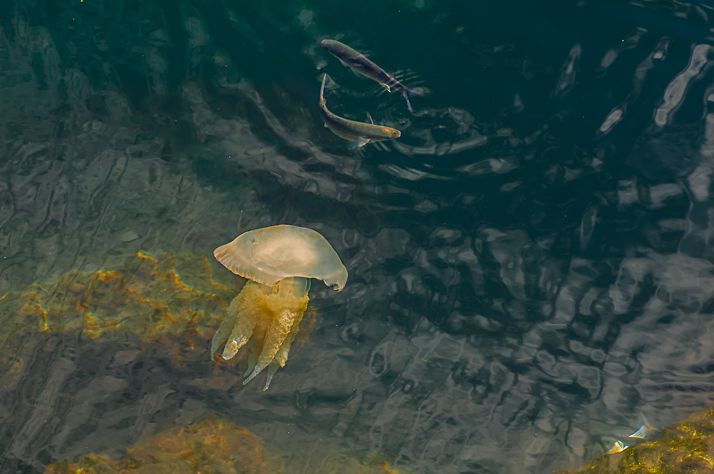 TERRA VIVA: ALFORRECA