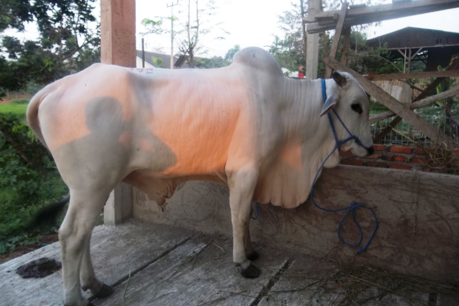 SAPI QURBAN 2015 TIMBANG HIDUP SEHAT & MURAH DI : JENIS SAPI QURBAN