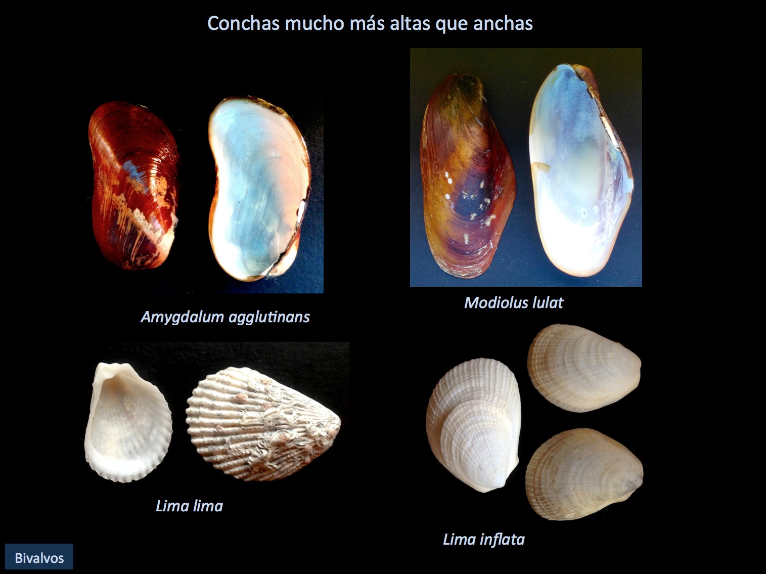 Acta Naturalis Scientia: Bivalvos