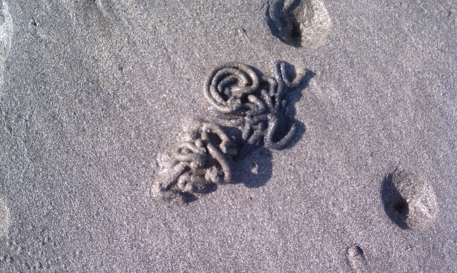 From the Heart: Week 2! Weird Sand Worms and Looe