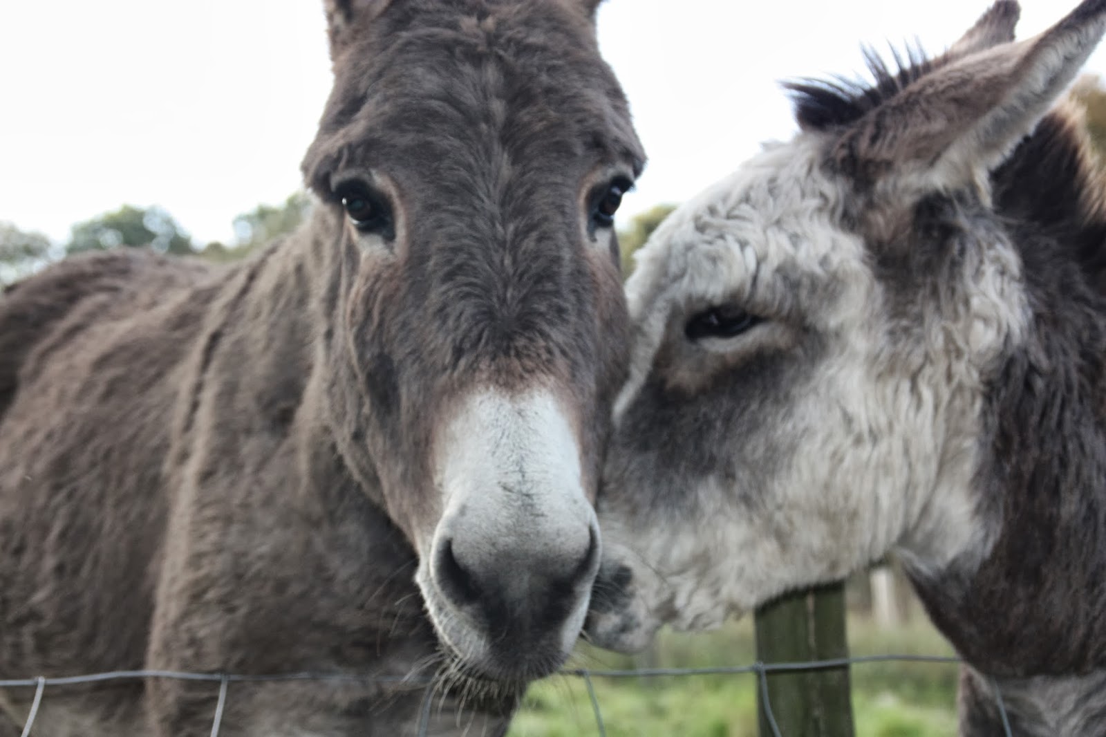 Cute Donkey Pictures!!!