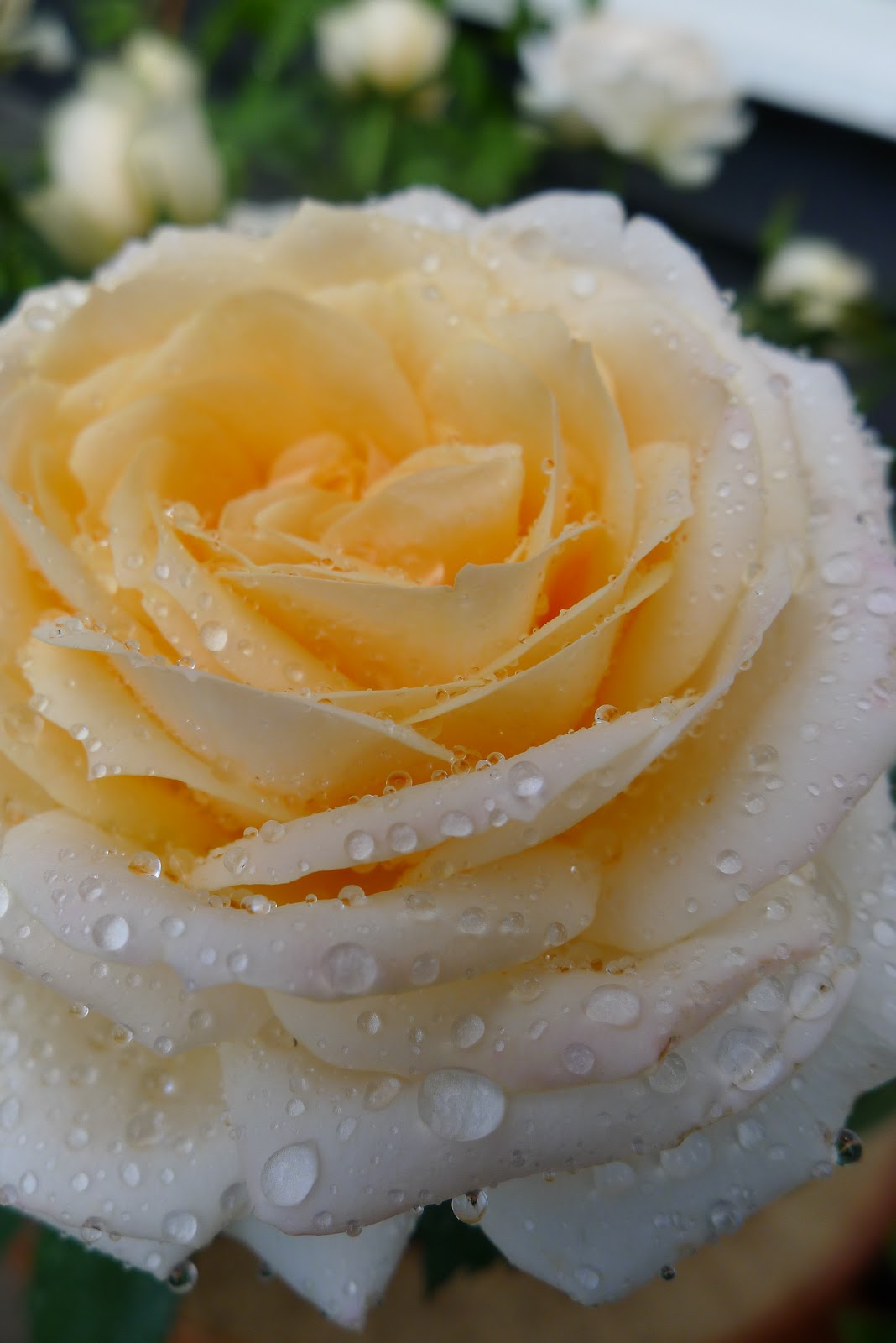 Dalkullans Trädgård: En gul ros