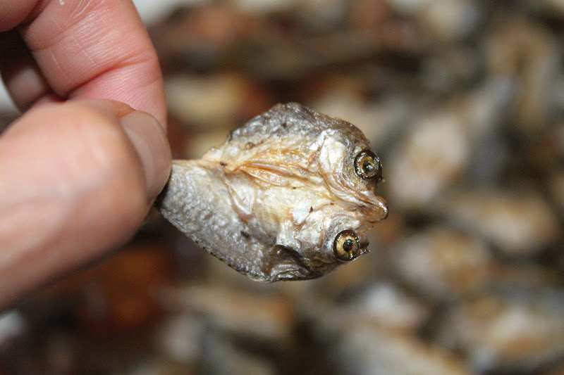 Groovydulcet: Moods and Musings: Butterflied Biya