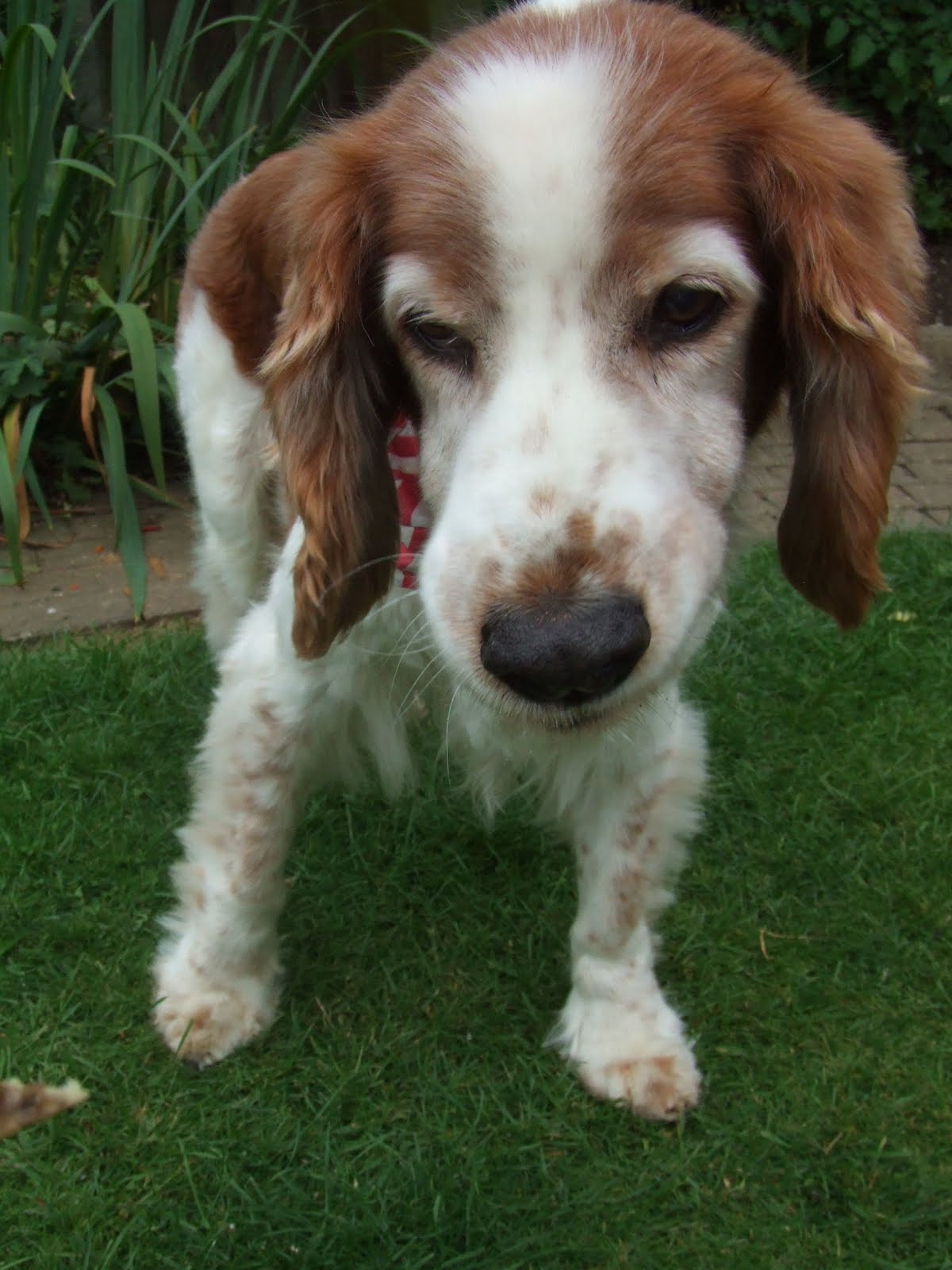 The Diary of a Welsh Springer Spaniel