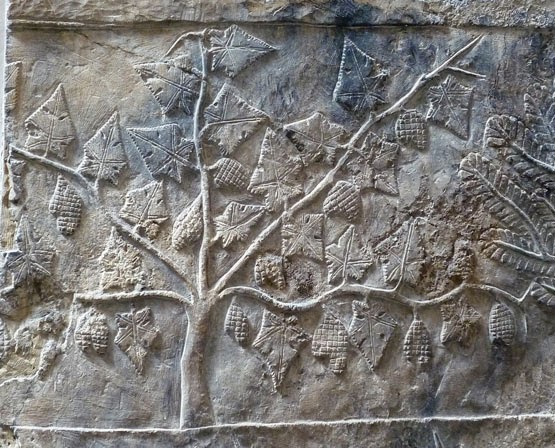 margaret-cooter: Ancient trees