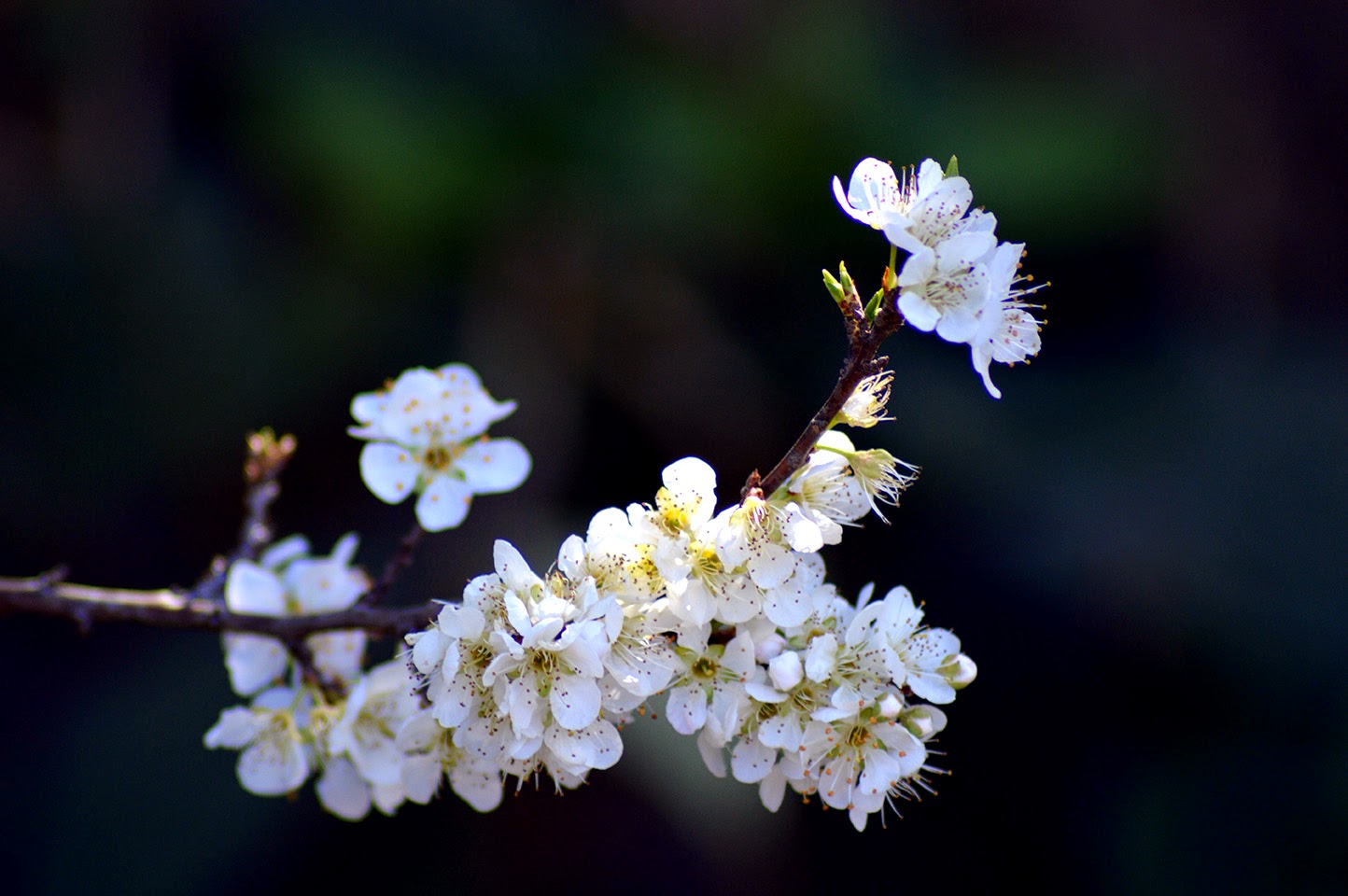 Dev's Photography: spring season