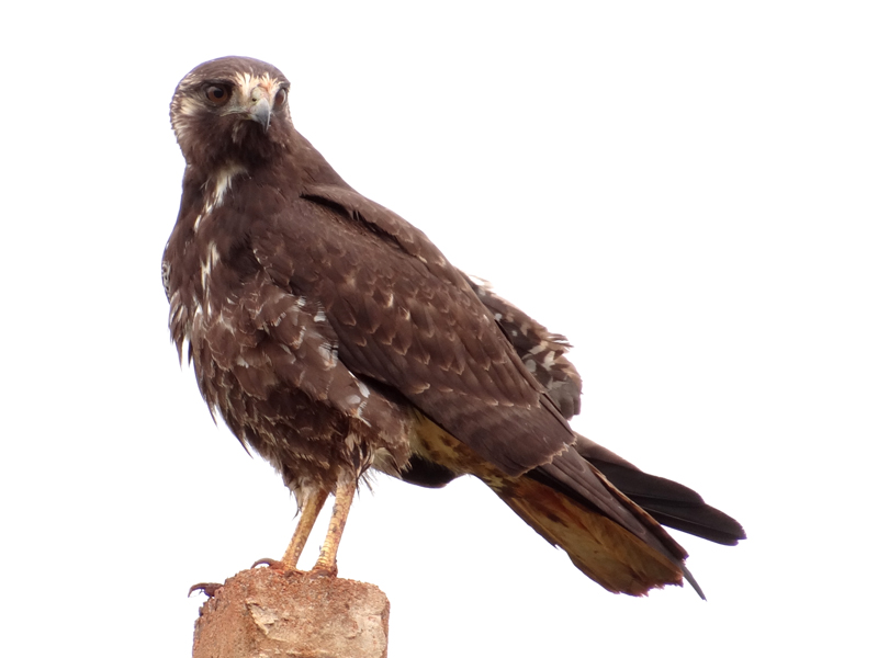 Mundo Animal Brasil * Animais e Aves do Brasil *: "Gavioes do Brasil ...