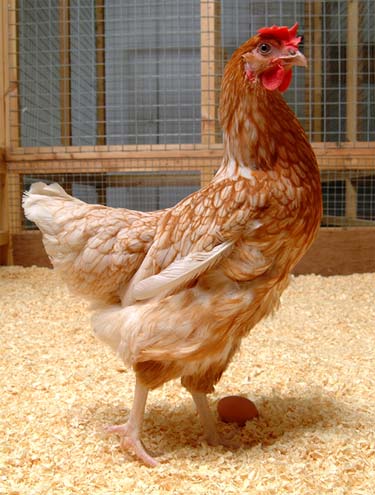 ETERNAMENTE AMO ANIMAIS: Galinhas dois