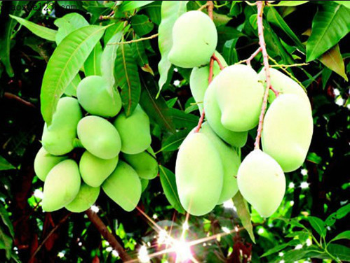 Aam Fal Ka Parichay | आम फल का परिचय | Jagran Today | Knowlege and ...