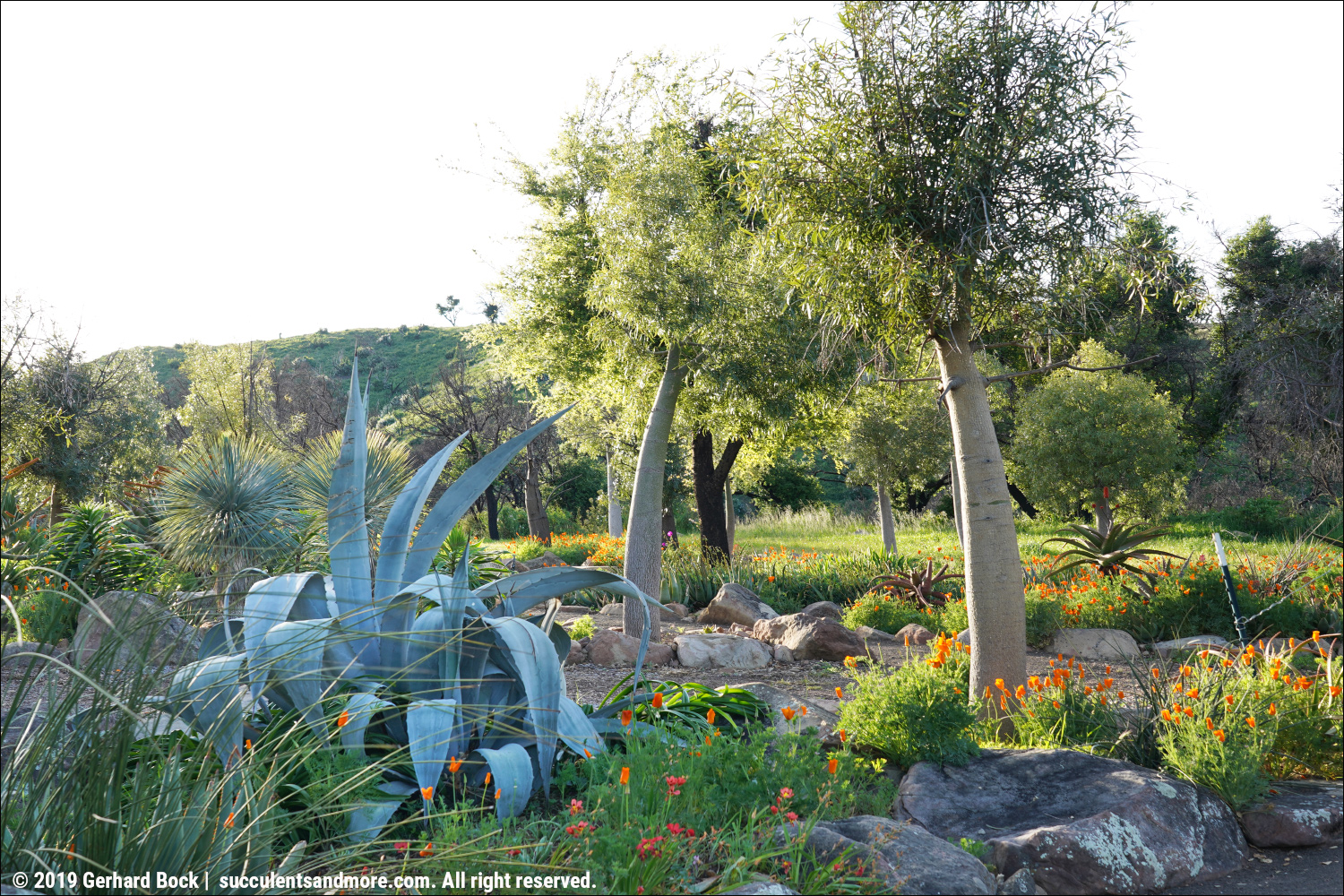 St Francis Ranch: a private succulent wonderland on a grand scale