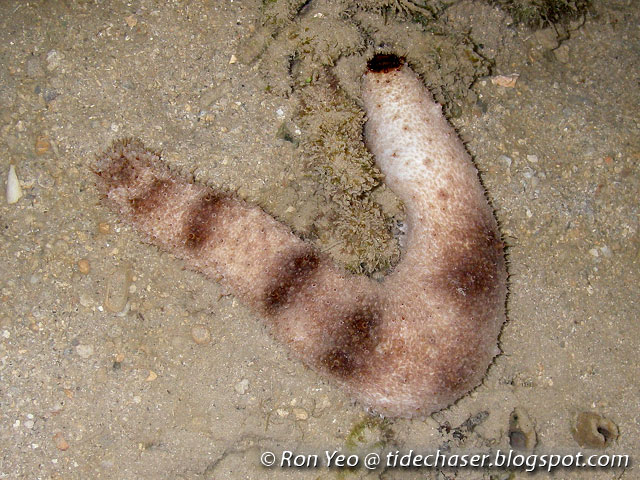tHE tiDE cHAsER: Sea Cucumbers (Phylum Echinodermata: Class ...