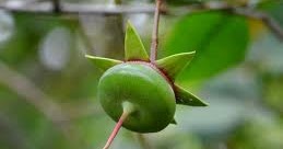 Cara Membuat Sirup Mangrove Jenis Pedada (Sonneratia caseolaris) ~ BMC ...