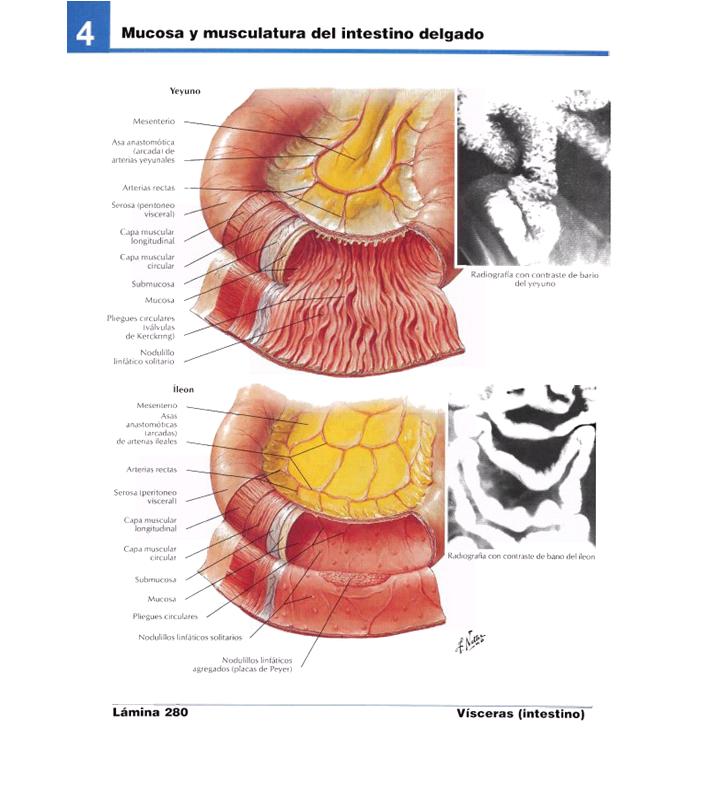 Fisio-Anato Digestivo: 10/16/12