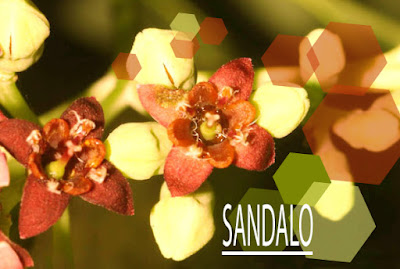 Conienatural: Sándalo