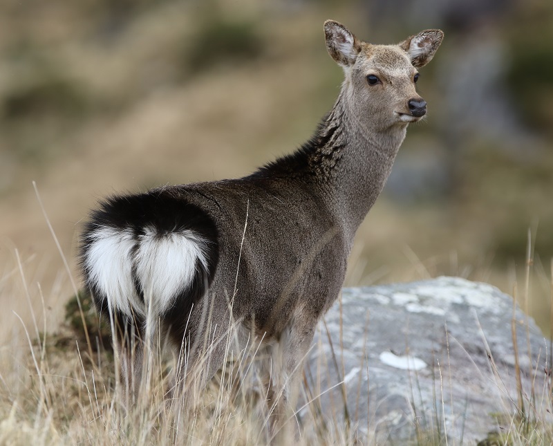 Murfs Wildlife : Sika Deer