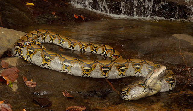 Ular Asli Indonesia: Ular Sanca Batik (Python reticulatus)