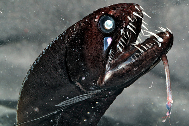 Deep-sea fish see the world in their own way