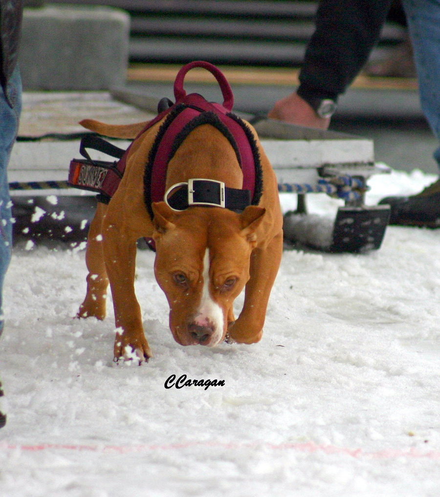 "Molosos y Terriers": El blog: WEIGHT PULLING O ARRASTRE DE PESO EN A.P.B.T