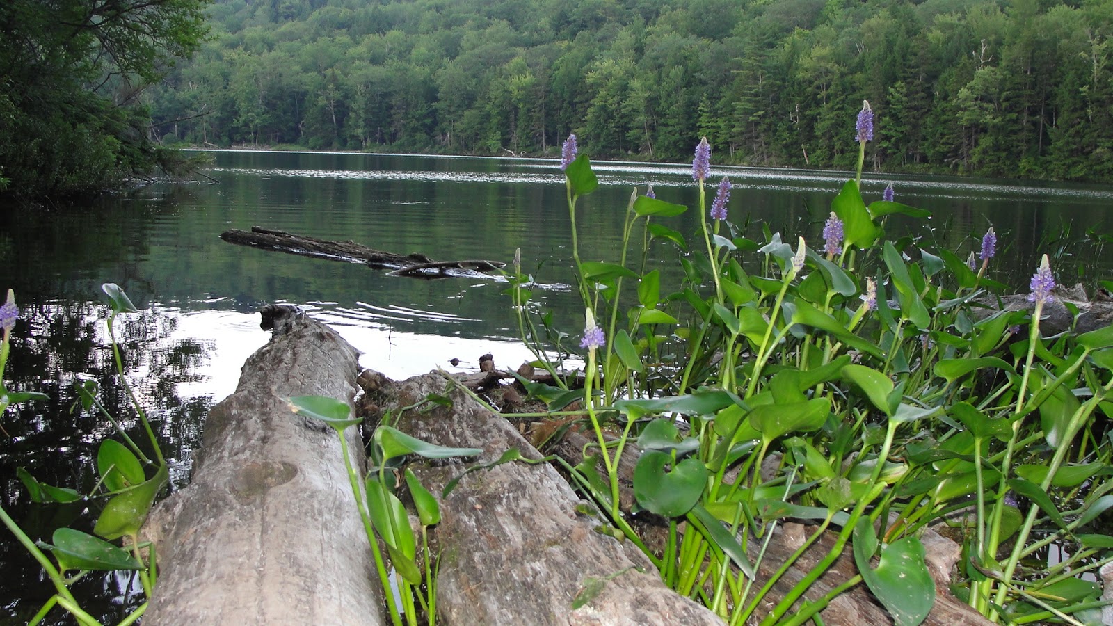 TAYLOR ROY: Maine