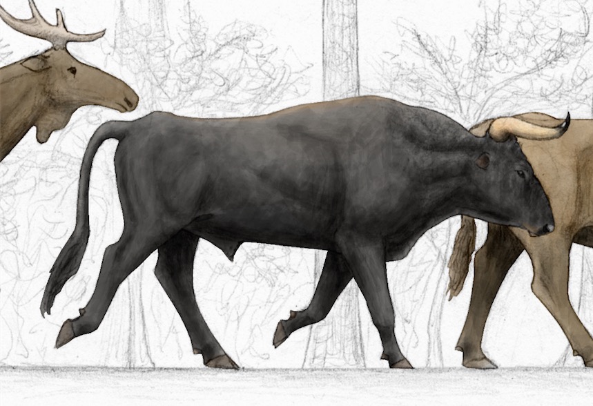 The Breeding-back Blog: Drawing: Central Europe's Holocene megaherbivores