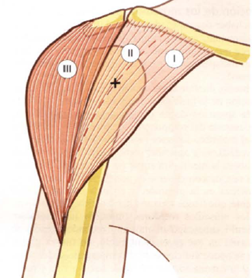 Fisiología Articular : Músculo Deltoides
