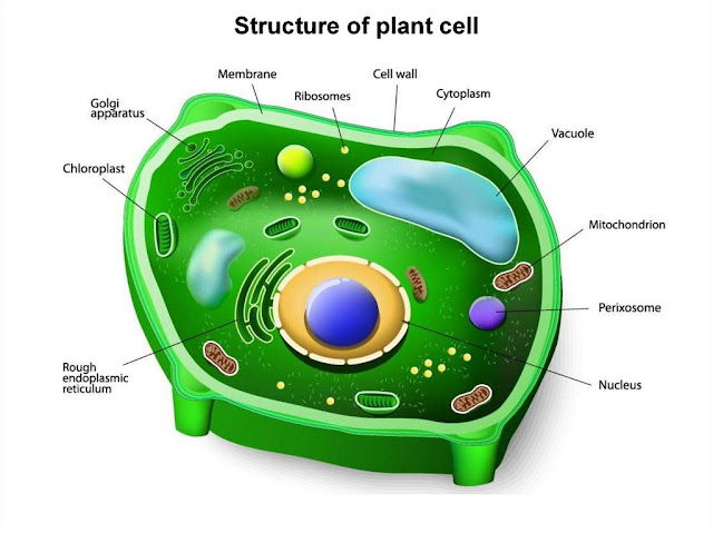 Plastids In Plant Cells Function To - Nehan Opal