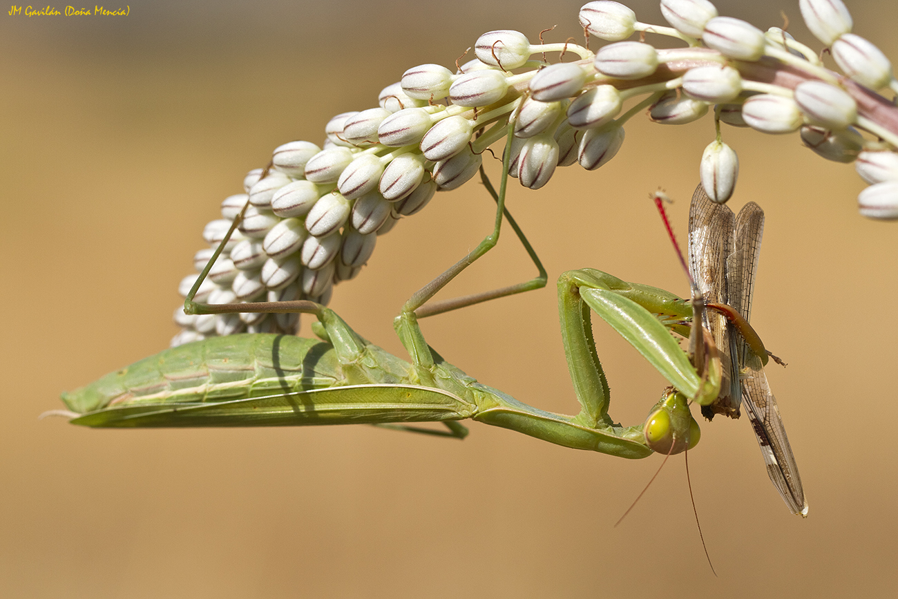 Fotografía de Naturaleza - JM Gavilán: Mantis religiosa o “santateresa”