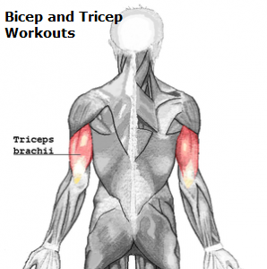 Top Arm Exercise: Bicep and Tricep Workouts:Best Bicep Workouts