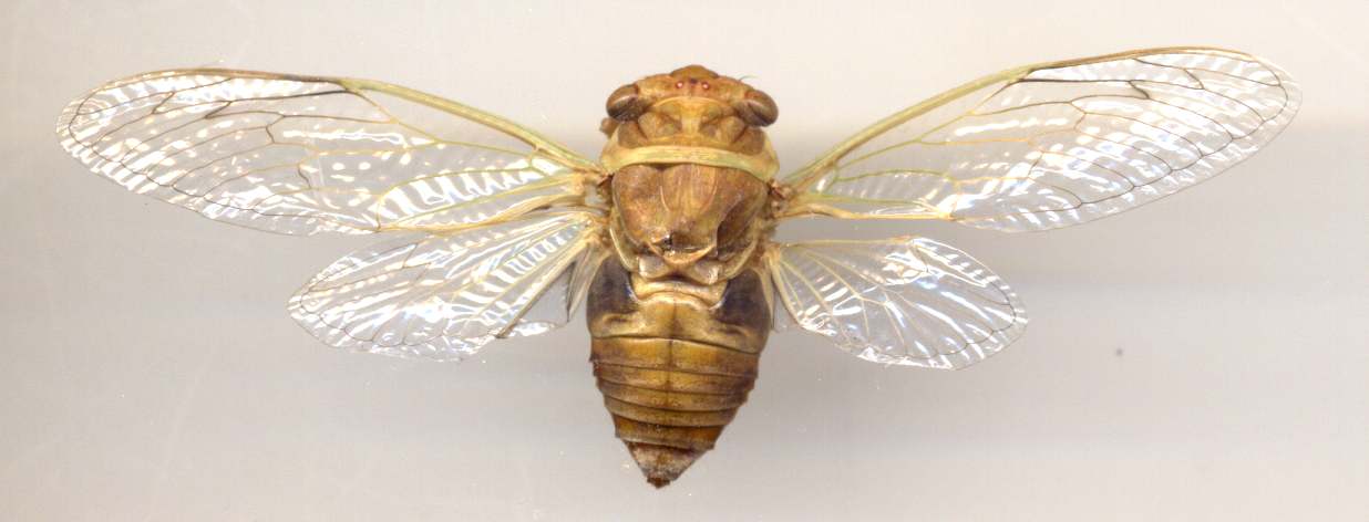 虫頭: セミ（Diceroprocta apache) Citrus Cicada
