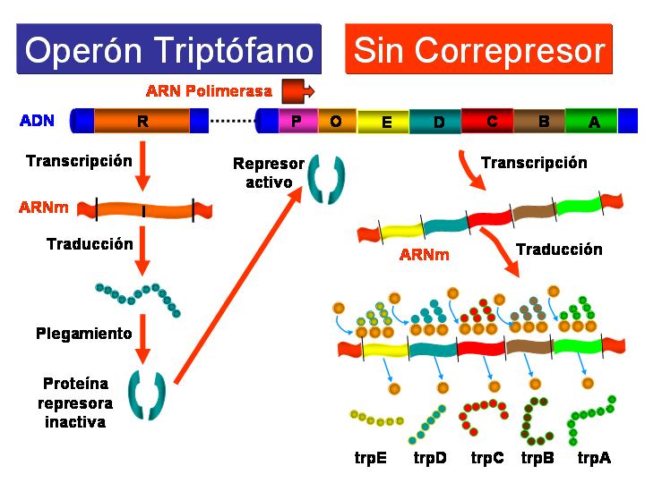 anonymous_biologist: Operón de Triptófano