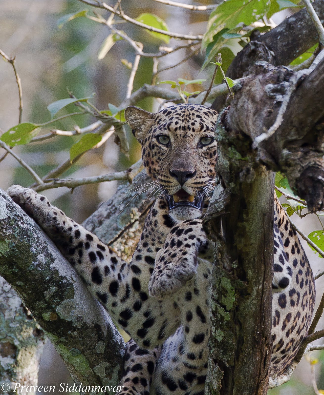 Praveen Siddannavar's Blog: Window to a Stealth Predator!