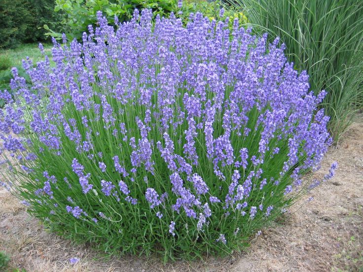 Gambar Bunga Lavender Yang Sangat Indah | Kumpulan Gambar
