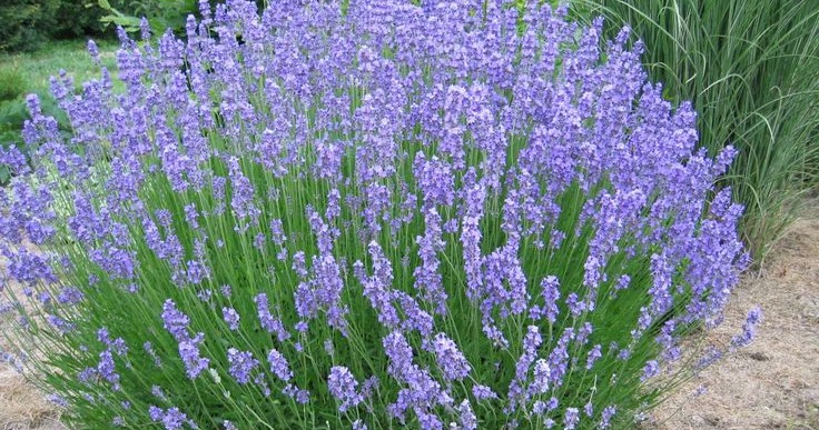 Trend Terbaru Gambar Bunga Lavender