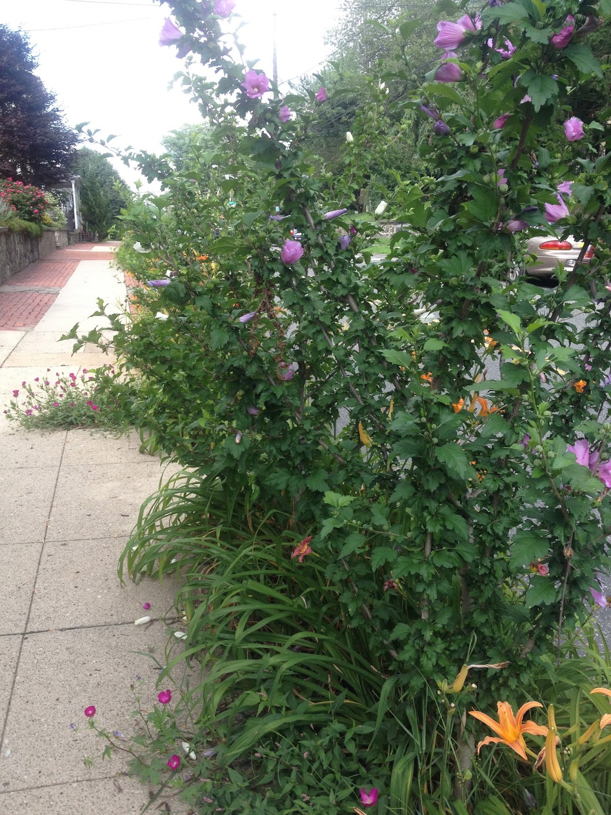 My City Garden: Garden Bloggers' Bloom Day - July 2013