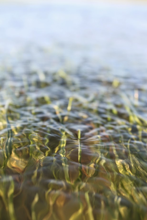 Wychwood Art: Flora Hunter Photography GCSE