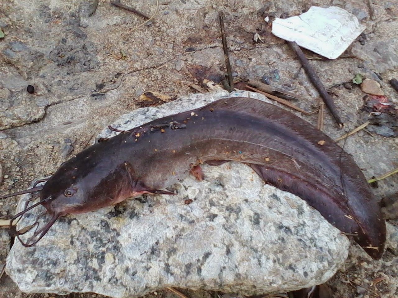 JORAN CAHAYA: IKAN SEMBILANG Kuala Tunjang, Kedah