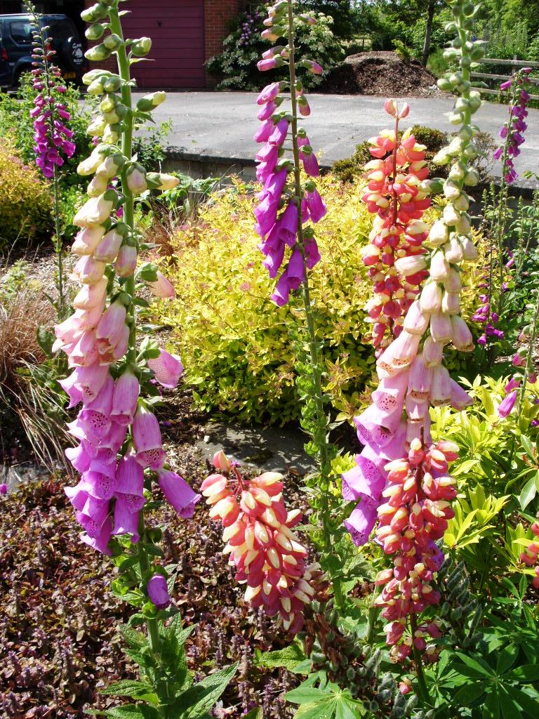 Kelli's Northern Ireland Garden: Foxgloves (Wild)