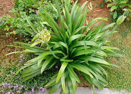 Agapanto (Agapanthus africanus)