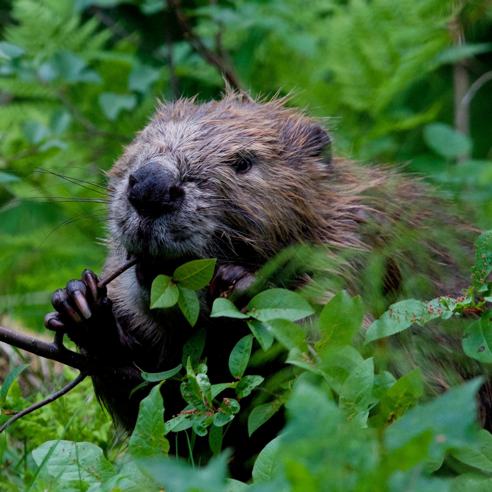 Naturfoto Einar Hugnes: To bevere ved Theisendammen