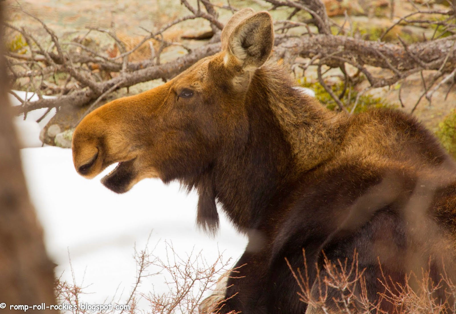 Romping and Rolling in the Rockies: Moose, moose, moose!