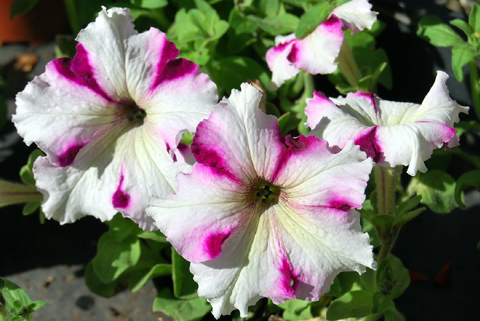 Fotos de flores: PETUNIAS DE VARIOS COLORES