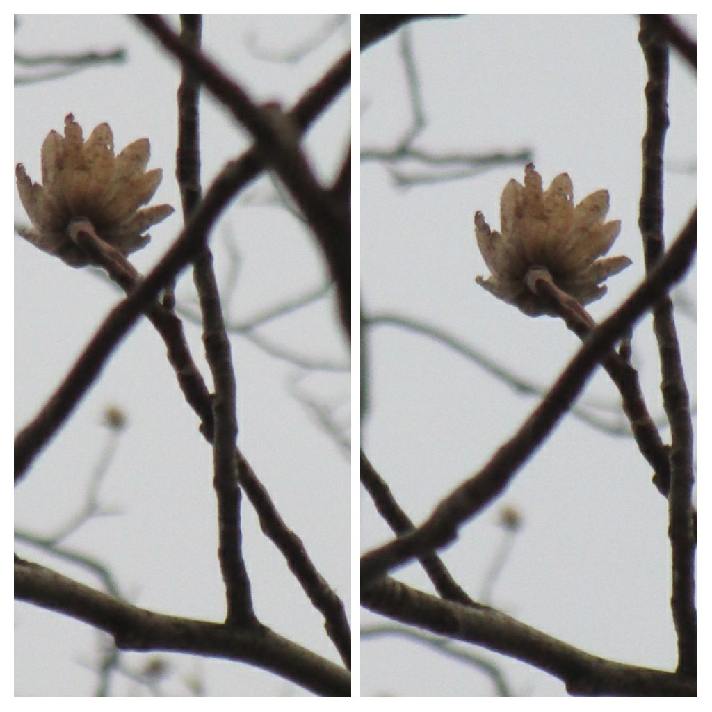 Outside Now: Tulip Tree Seed Pods in Winter
