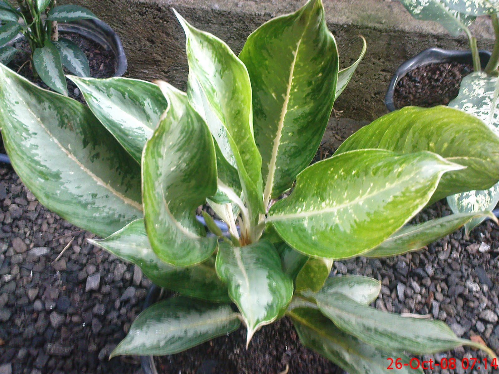Ciri dan Manfaat Tumbuhan Sri Rejeki ( Aglaonema Crispum )