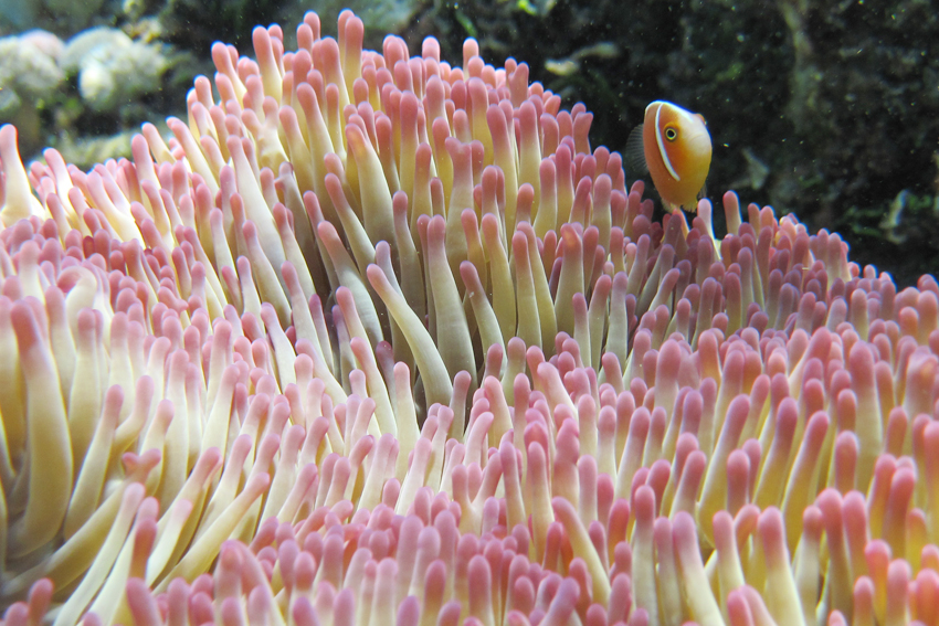 Lucey Blue: Bait Reef Snorkelling