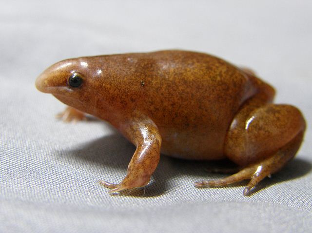 Weirdest looking frog I have ever seen. : r/pics