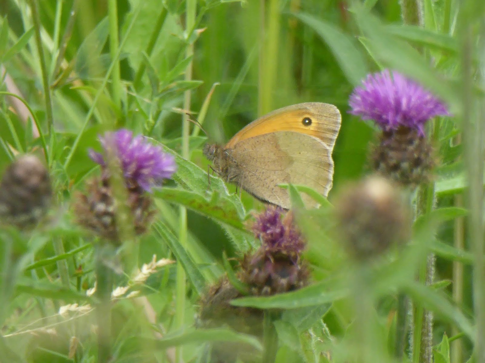 Wild and Wonderful: Insects in the Grounds of Helmingham Hall