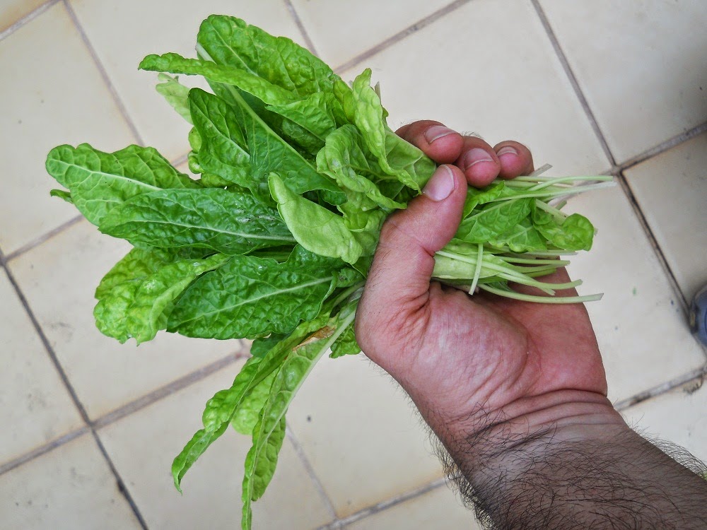 Plantas para hombres: Beta vulgaris cicla, acelga